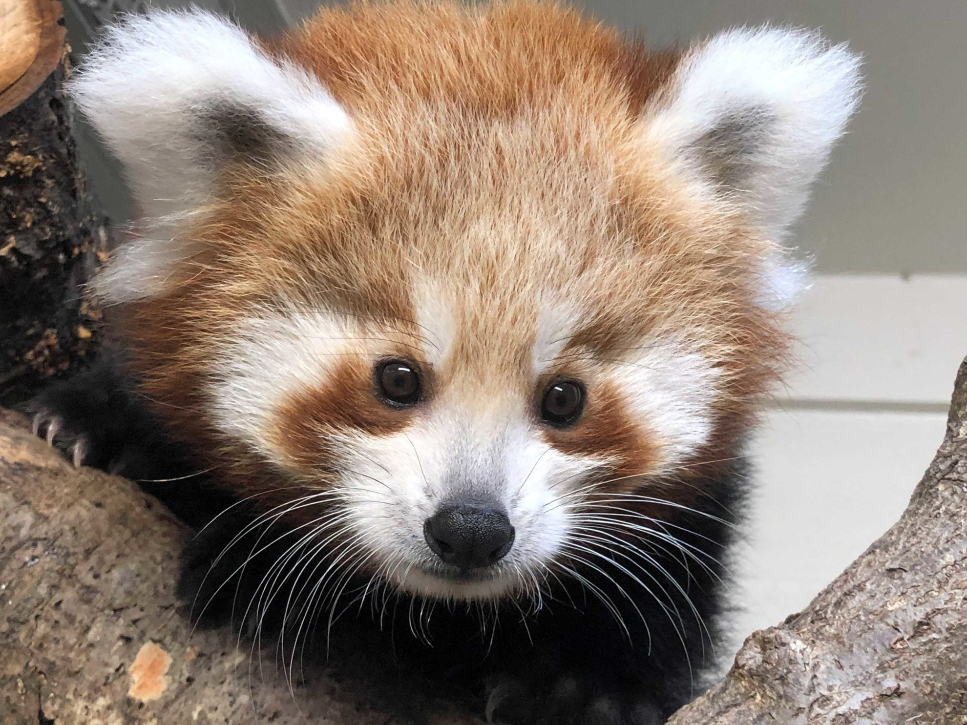 adorable-red-panda-cub-to-make-zoo-debut-this-weekend-bvt-news